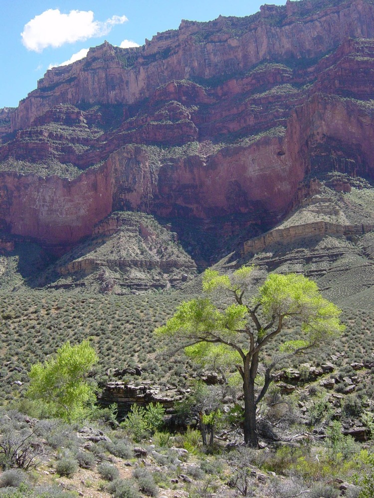 Thomas Cureton (1875-1957) of Williams, AZ - Grand Canyon Guide